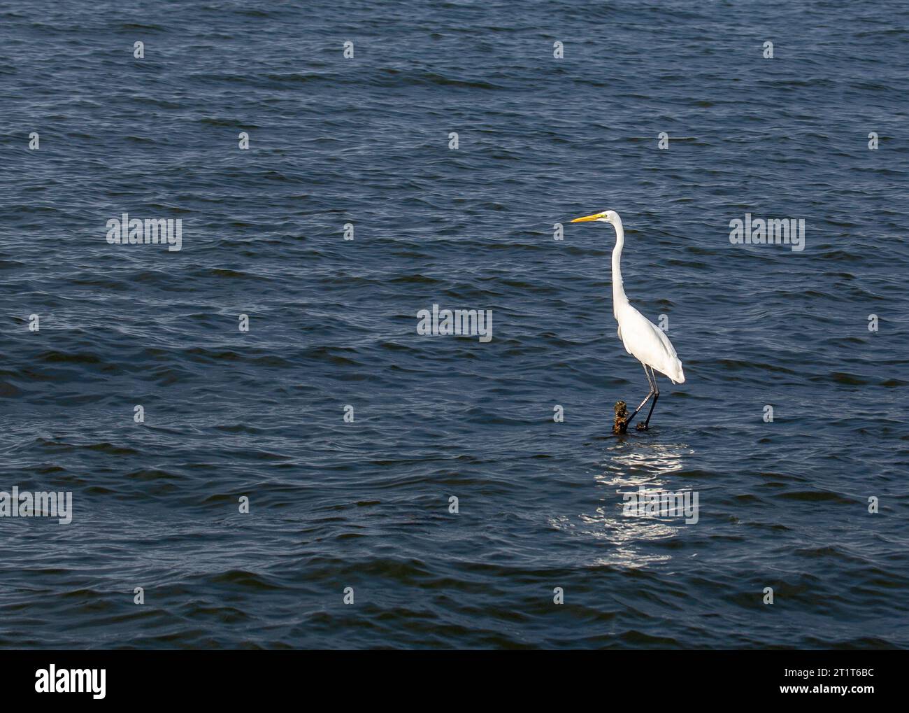 Frogs neck hi-res stock photography and images - Alamy