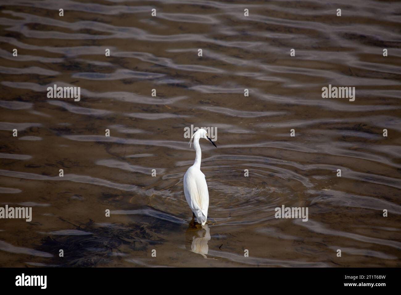 The little egret is a small, white wading bird with a long, slender ...