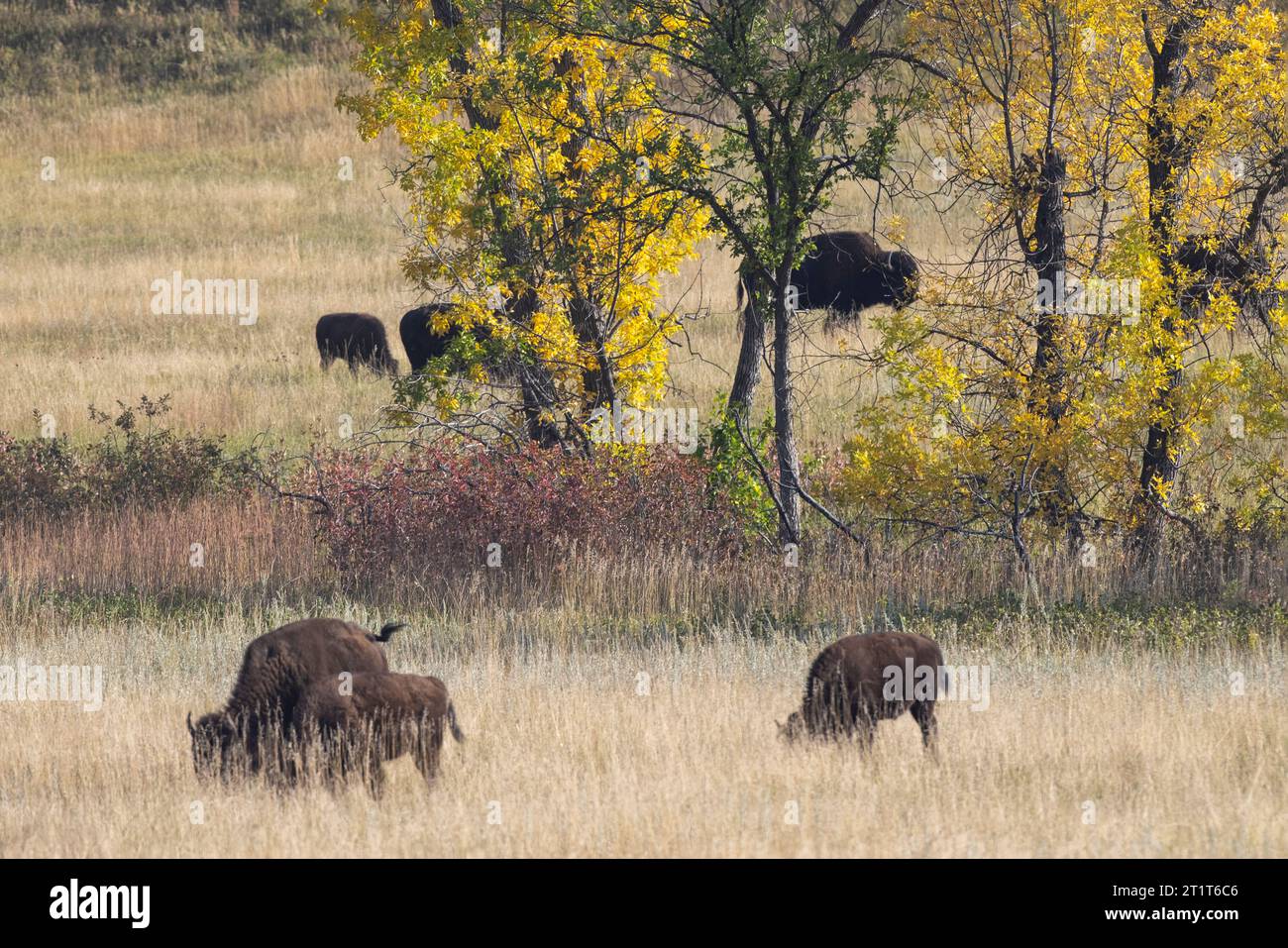 North American Bison, Buffalo in Custer State Park, South Dakota Stock ...