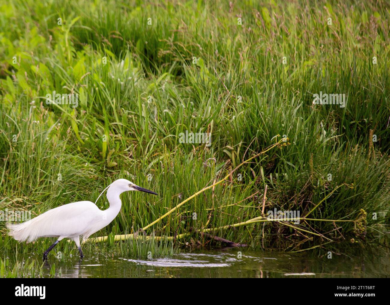 The little egret is a small, white wading bird with a long, slender ...