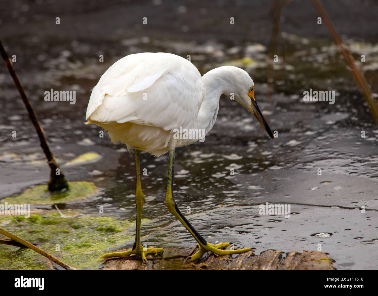 The snowy egret is a small, white wading bird found in tropical and ...