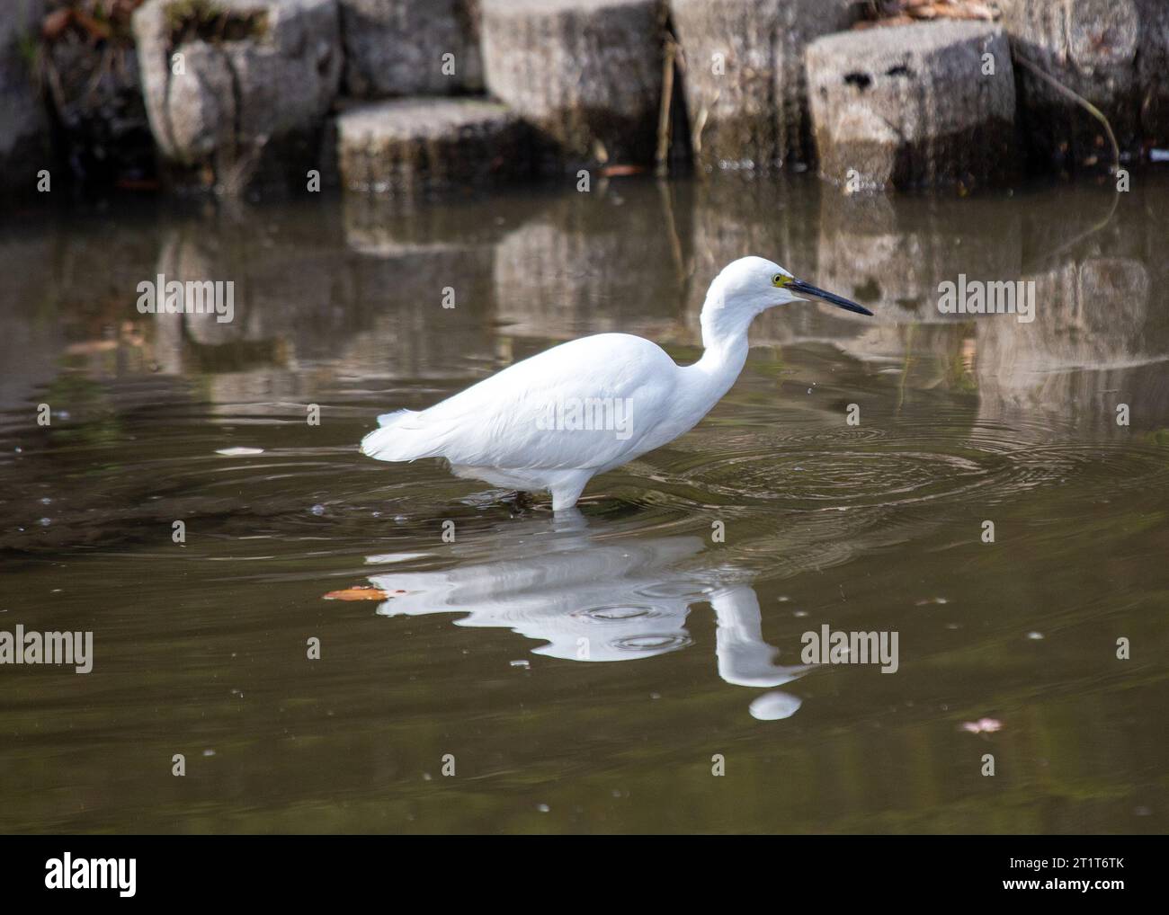 The snowy egret is a small, white wading bird found in tropical and ...