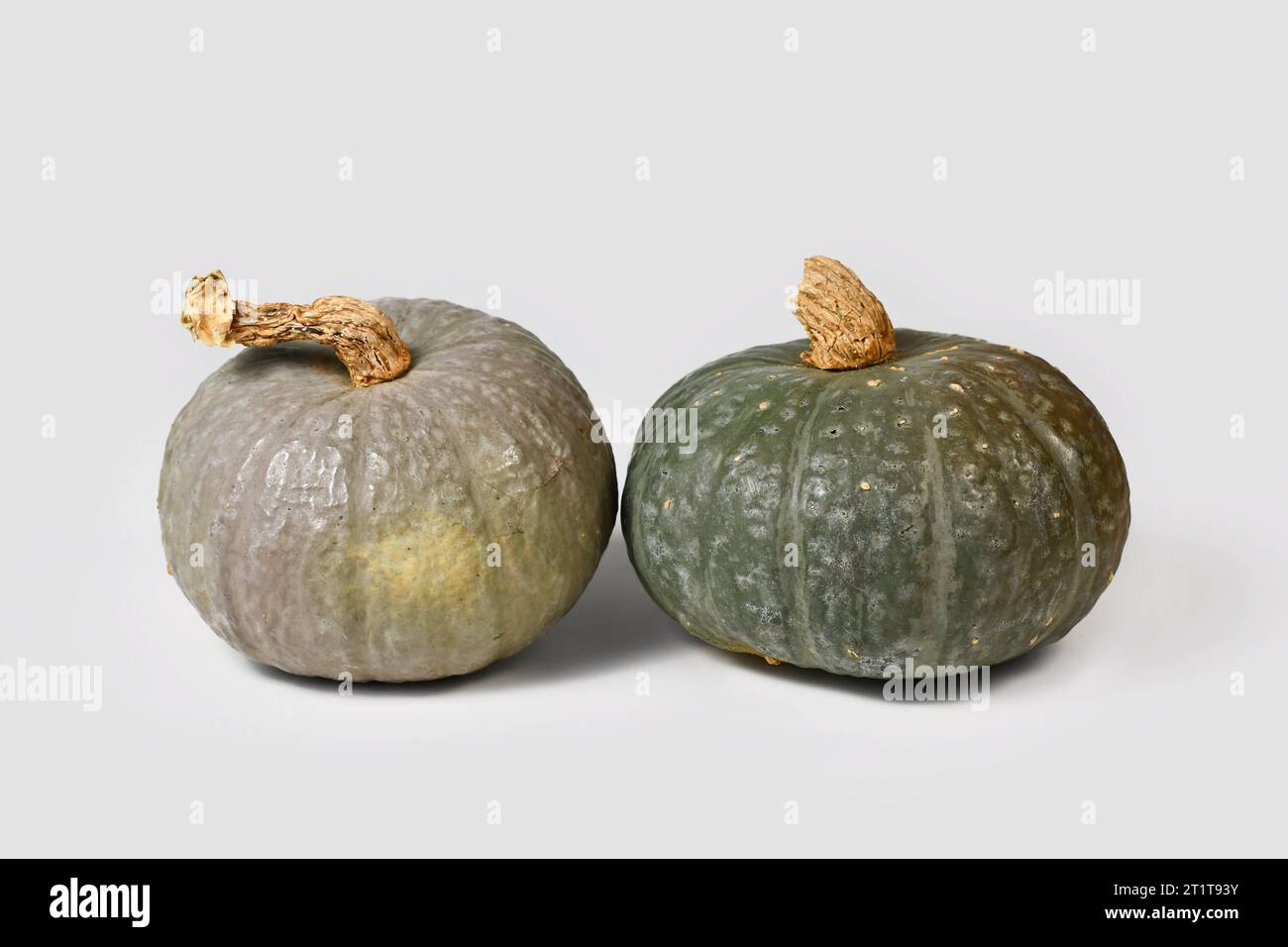 Green Japanese Kabocha squash and blue Kuri squash next to each other ...