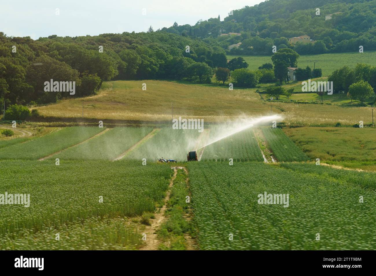 Spraying water from an irrigation system onto a field of agricultural ...