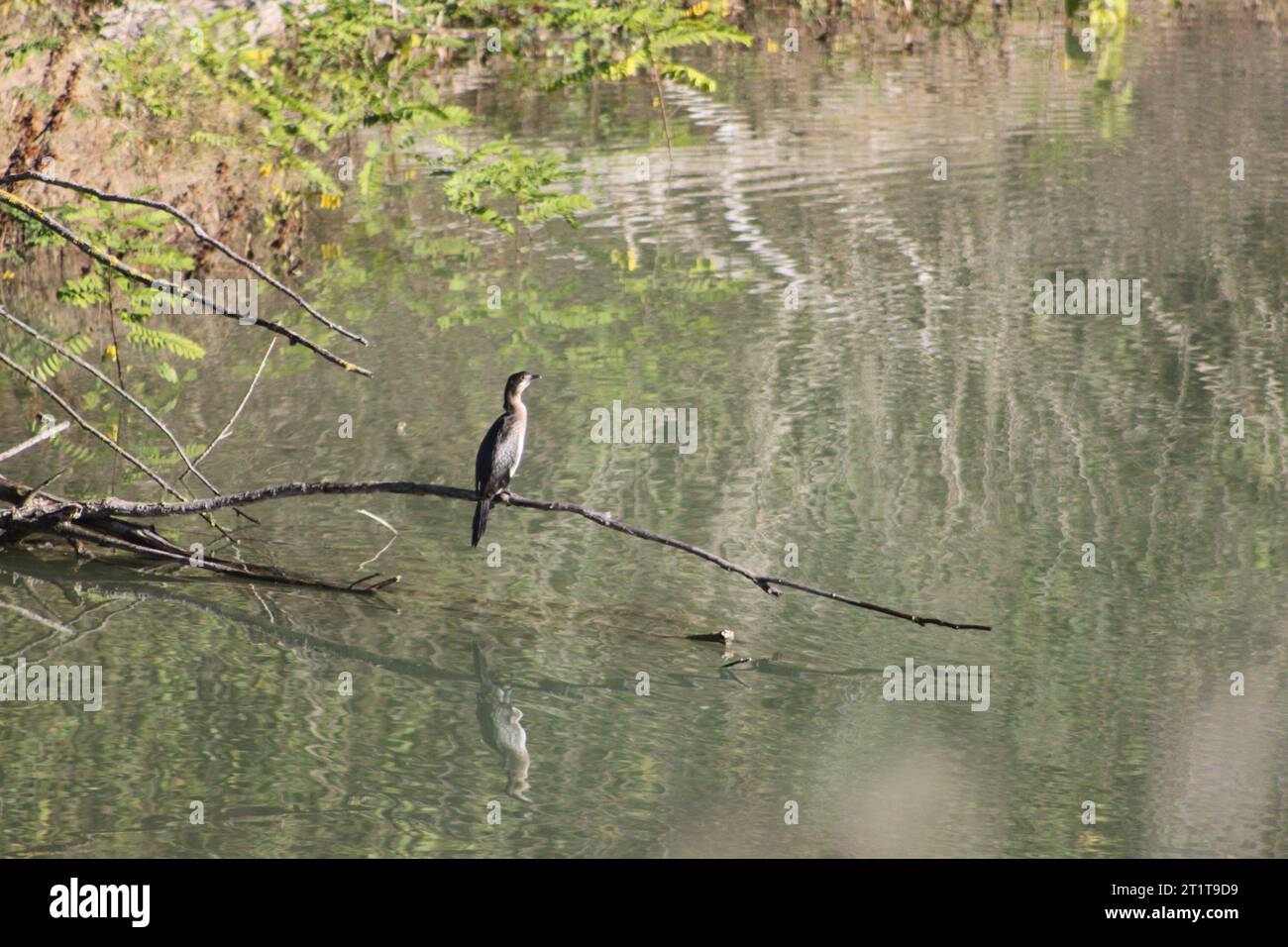 a water bird sunbathing on a branch in the lake in autumn Stock Photo ...