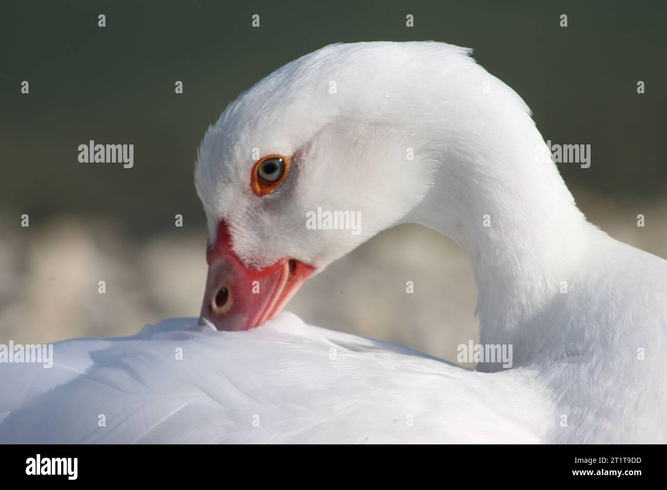 beautiful close up of a white female Muscovy duck with blue eyes Stock ...