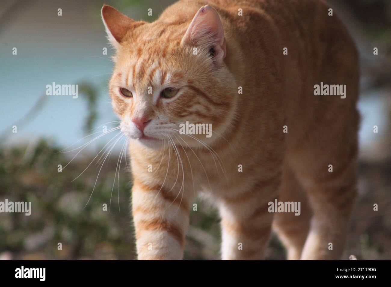Luna the cat hi-res stock photography and images - Alamy