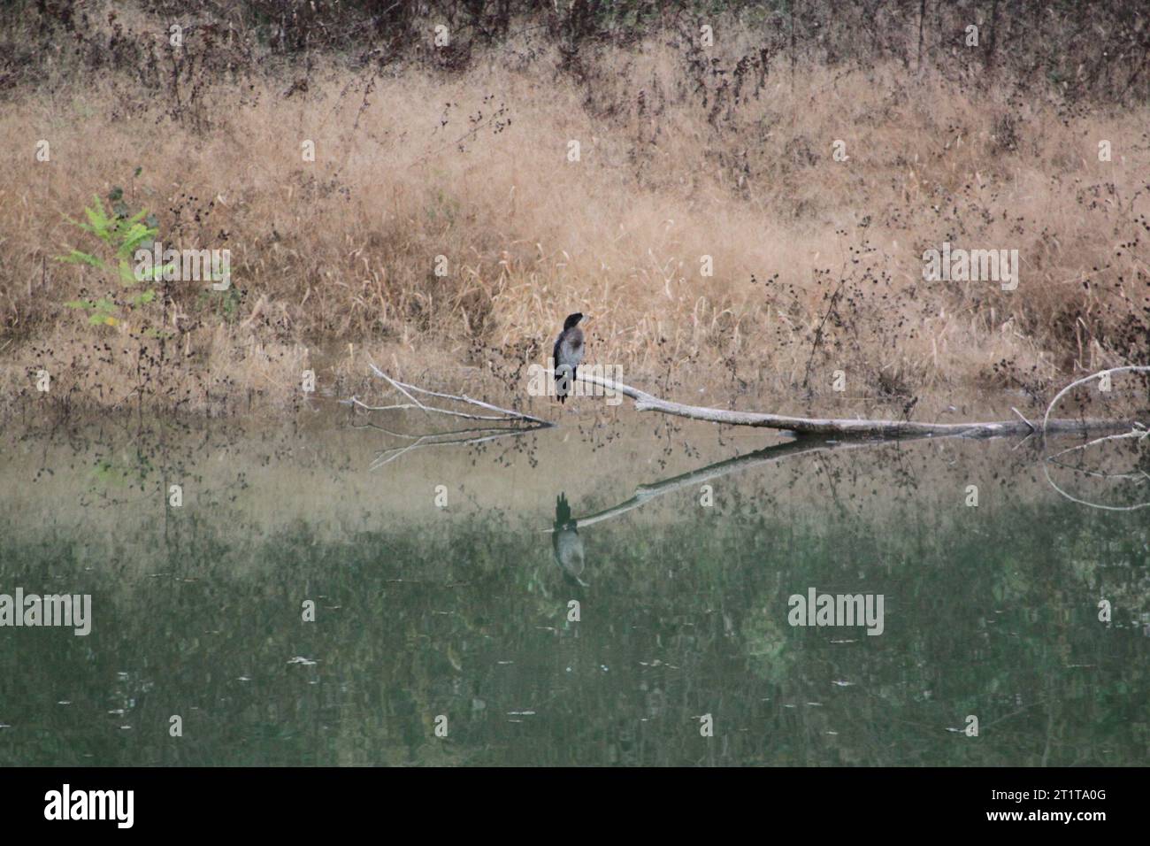 in autumn a water bird sunbathing on a branch in the lake. incredible ...