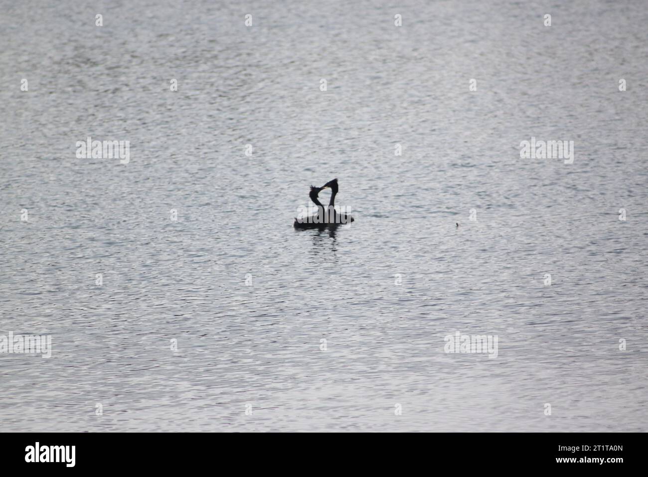 Meet the birds hi-res stock photography and images - Alamy