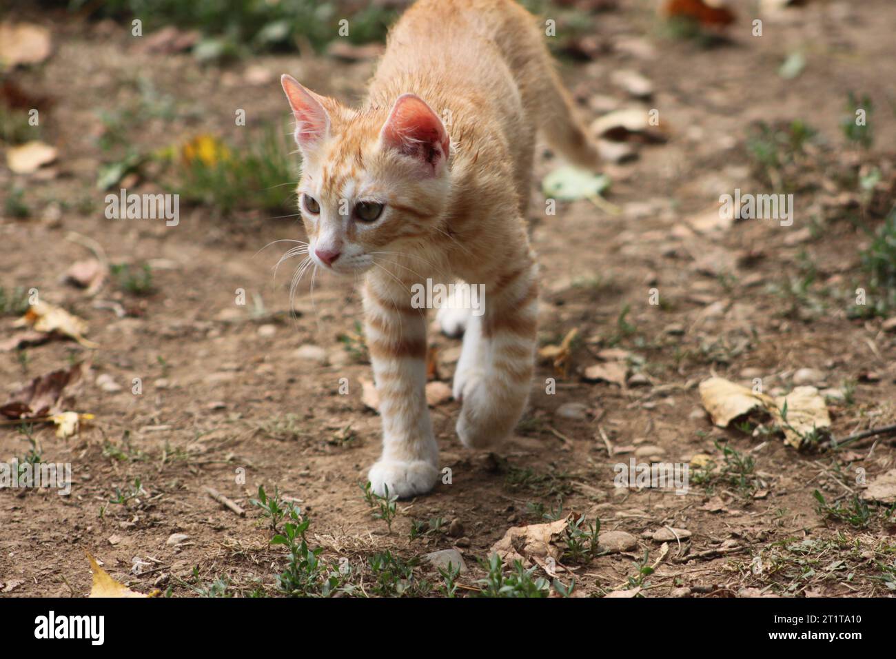little red cat walking in the woods Stock Photo - Alamy