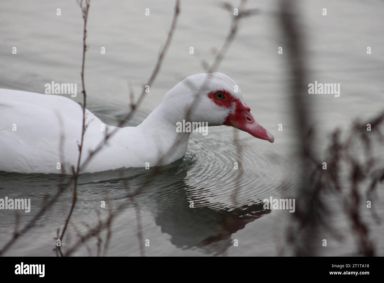 WHite Muscovy duck male among the plants at the lake Stock Photo - Alamy