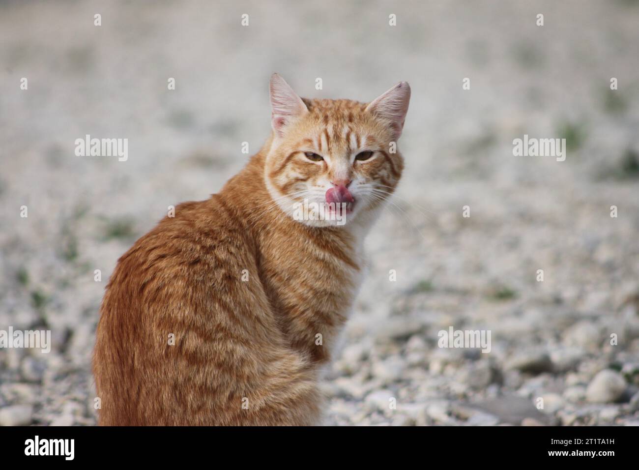 Licking chops hi-res stock photography and images - Alamy