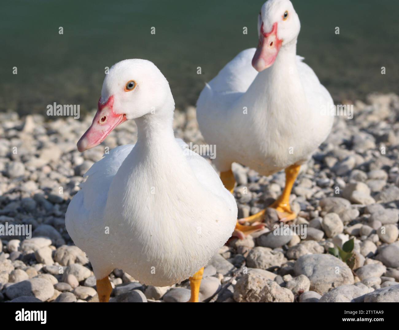 Female muscovy ducks hi-res stock photography and images - Alamy