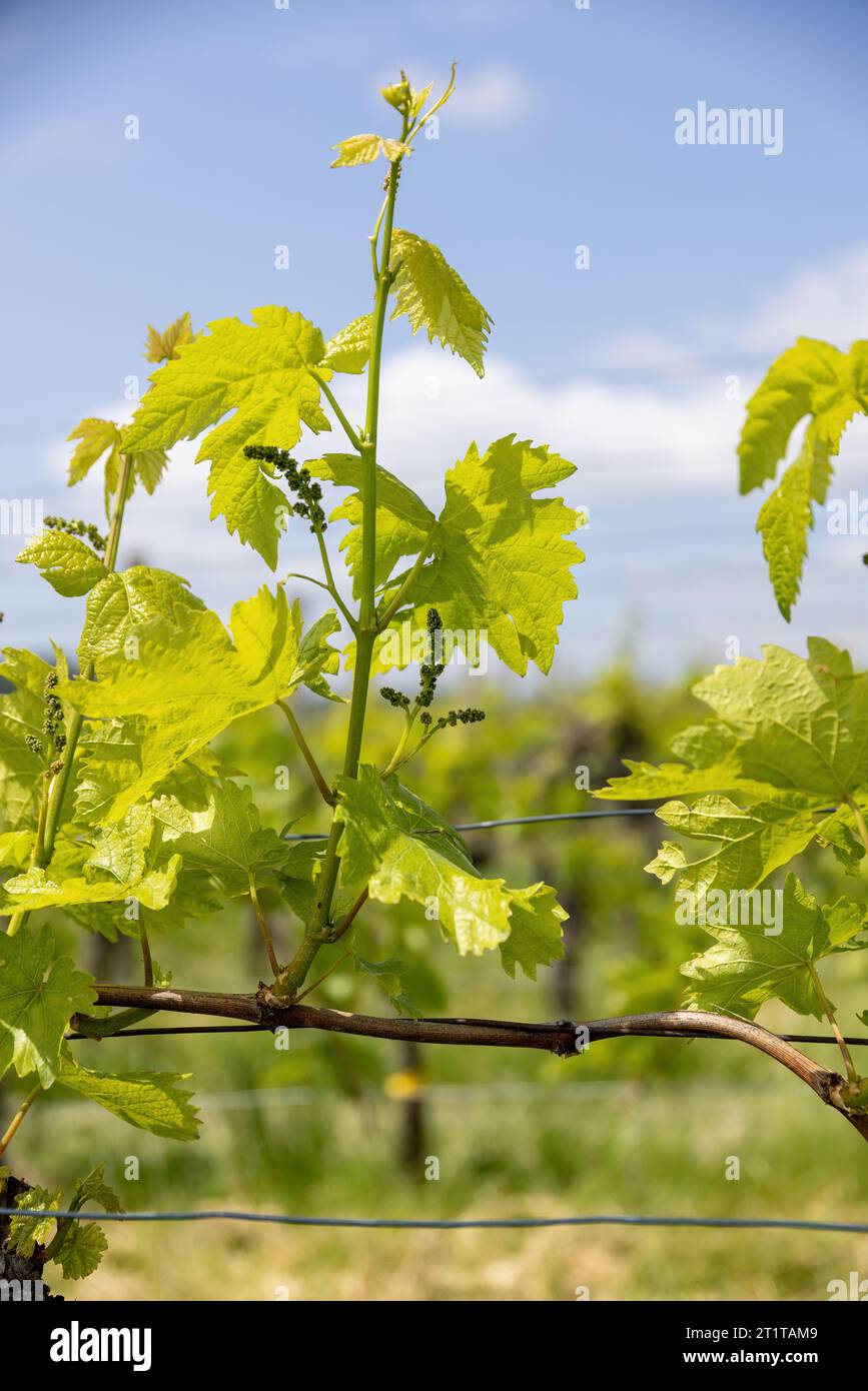 Bunch of grapes with small grape pergola fruits in spring, closeup ...