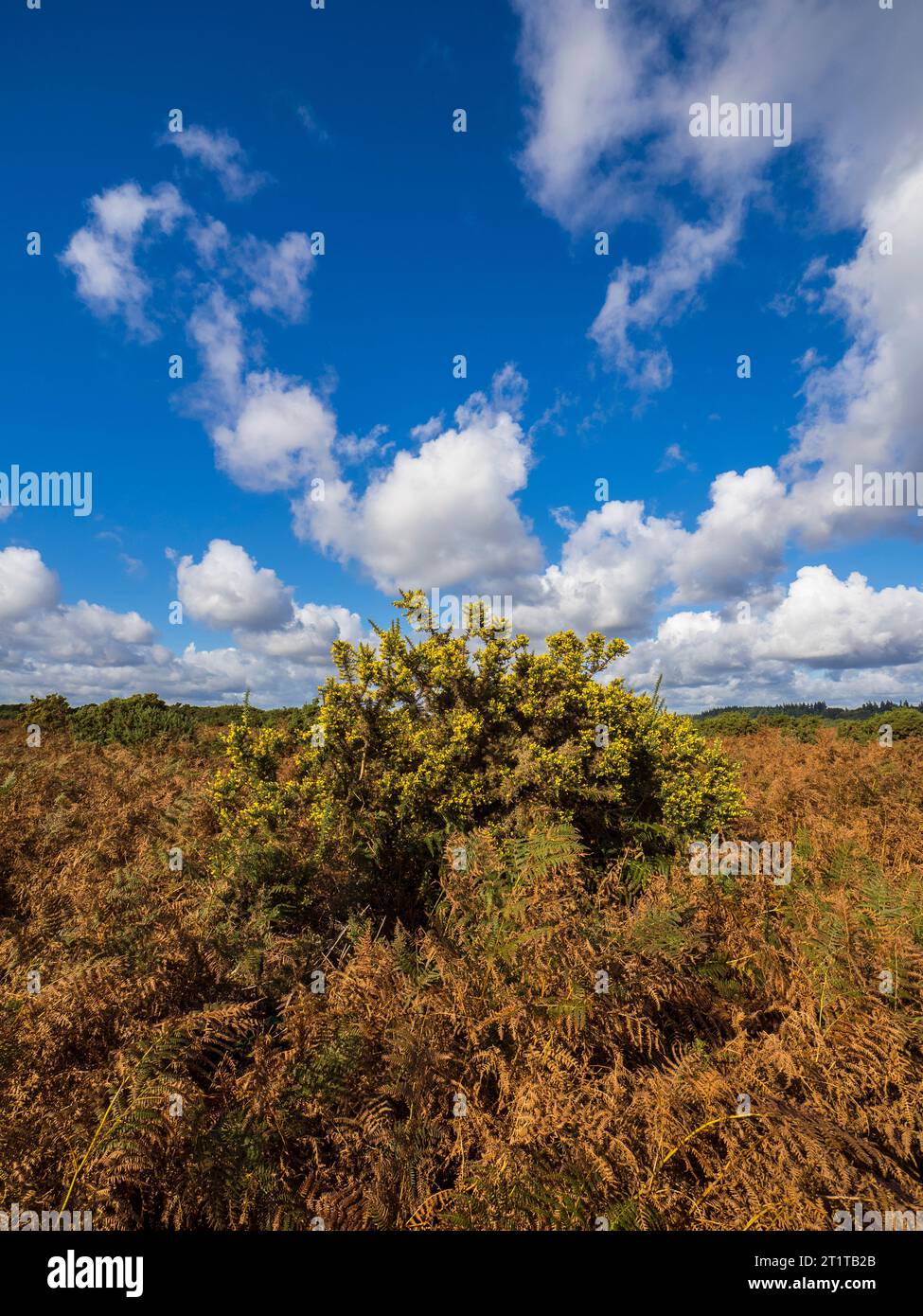Flowering Gorse Big Sky Autumn Landscape New Forest National Park Hampshire England Uk Gb