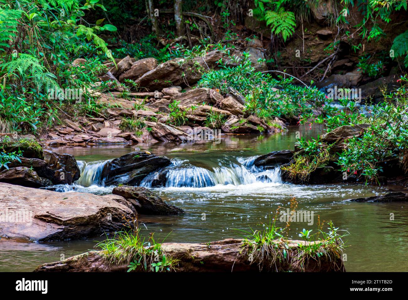 River of calm waters crossing the rainforest vegetation in Minas Gerias ...