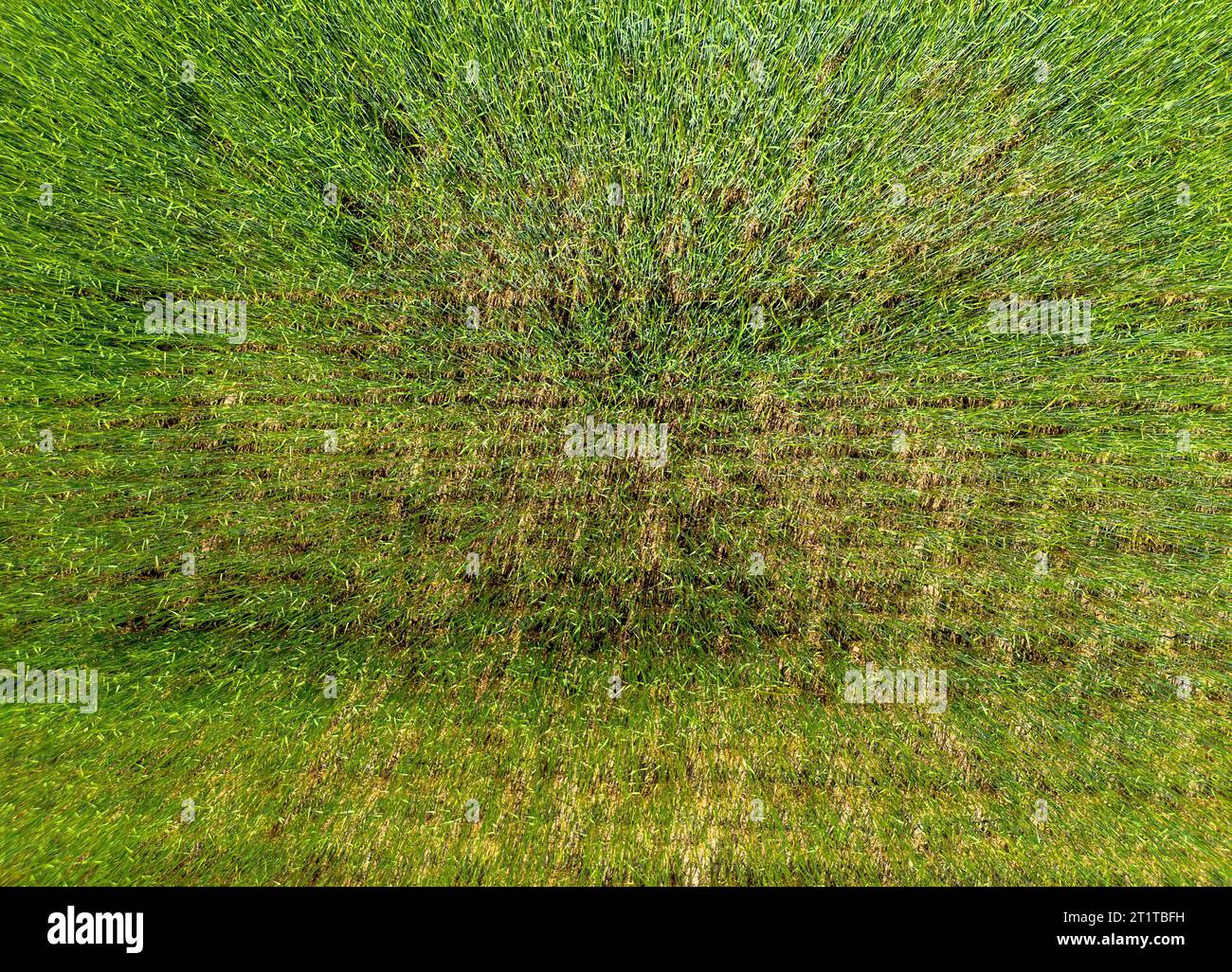 Grain shoot hi-res stock photography and images - Alamy
