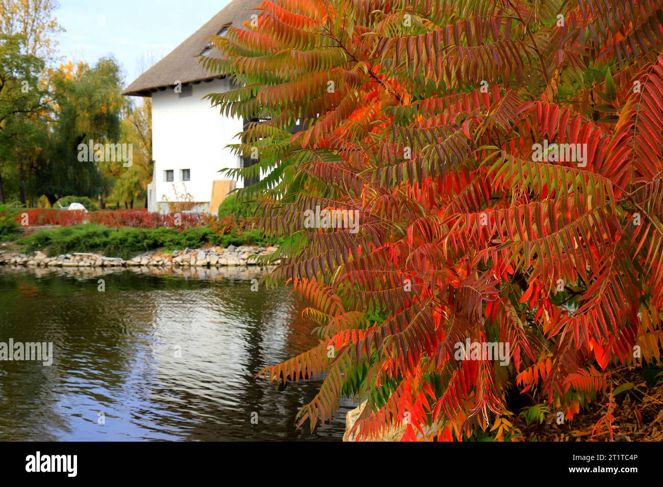 Sumah hi-res stock photography and images - Alamy