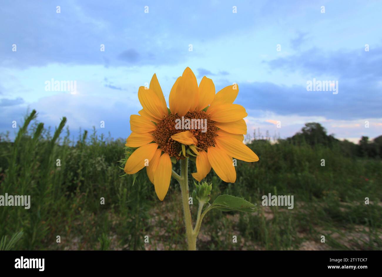 Strange flowers pattern hi-res stock photography and images - Alamy