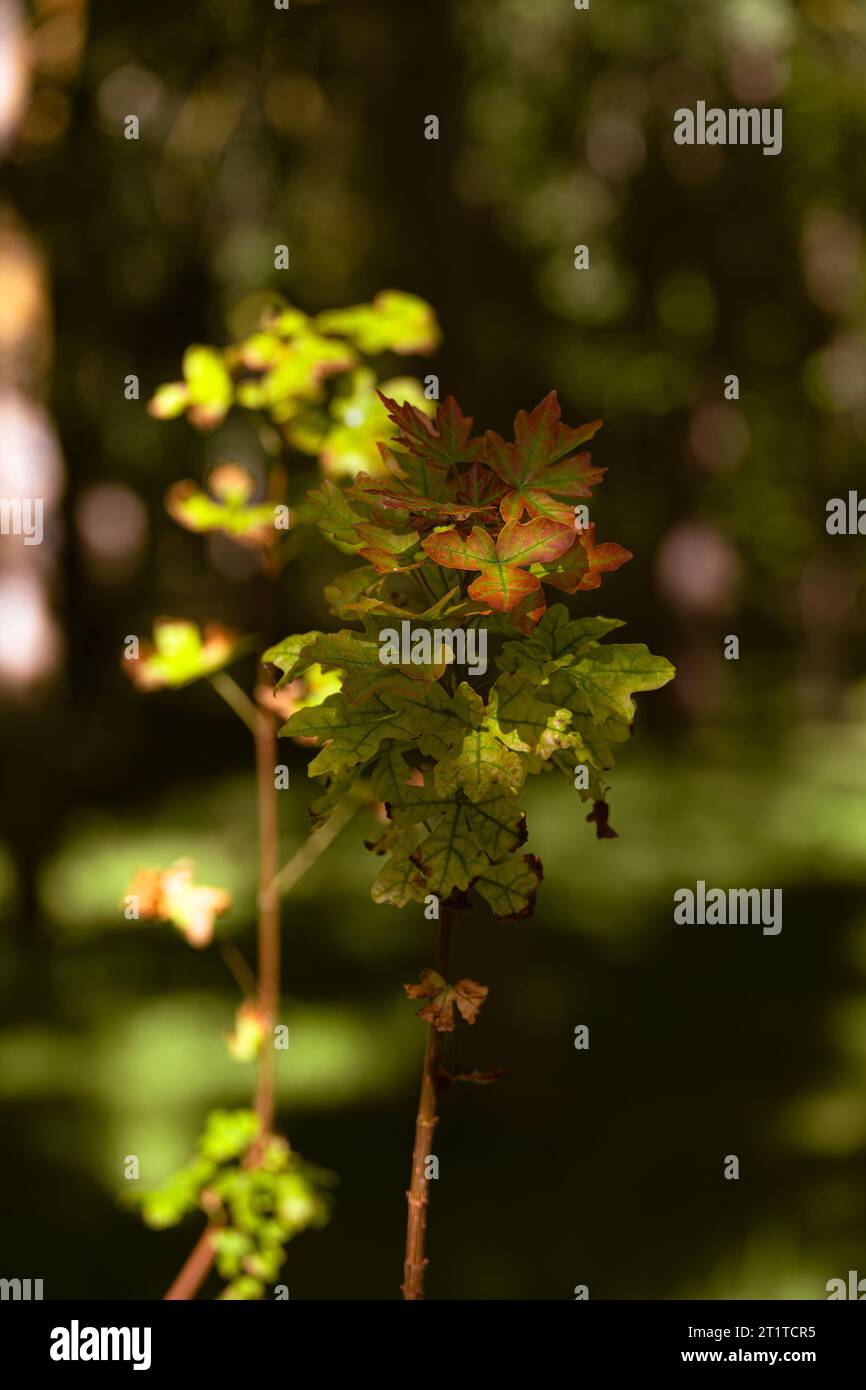 The beginning of autumn in Madrid, Spain brings the transformation of ...