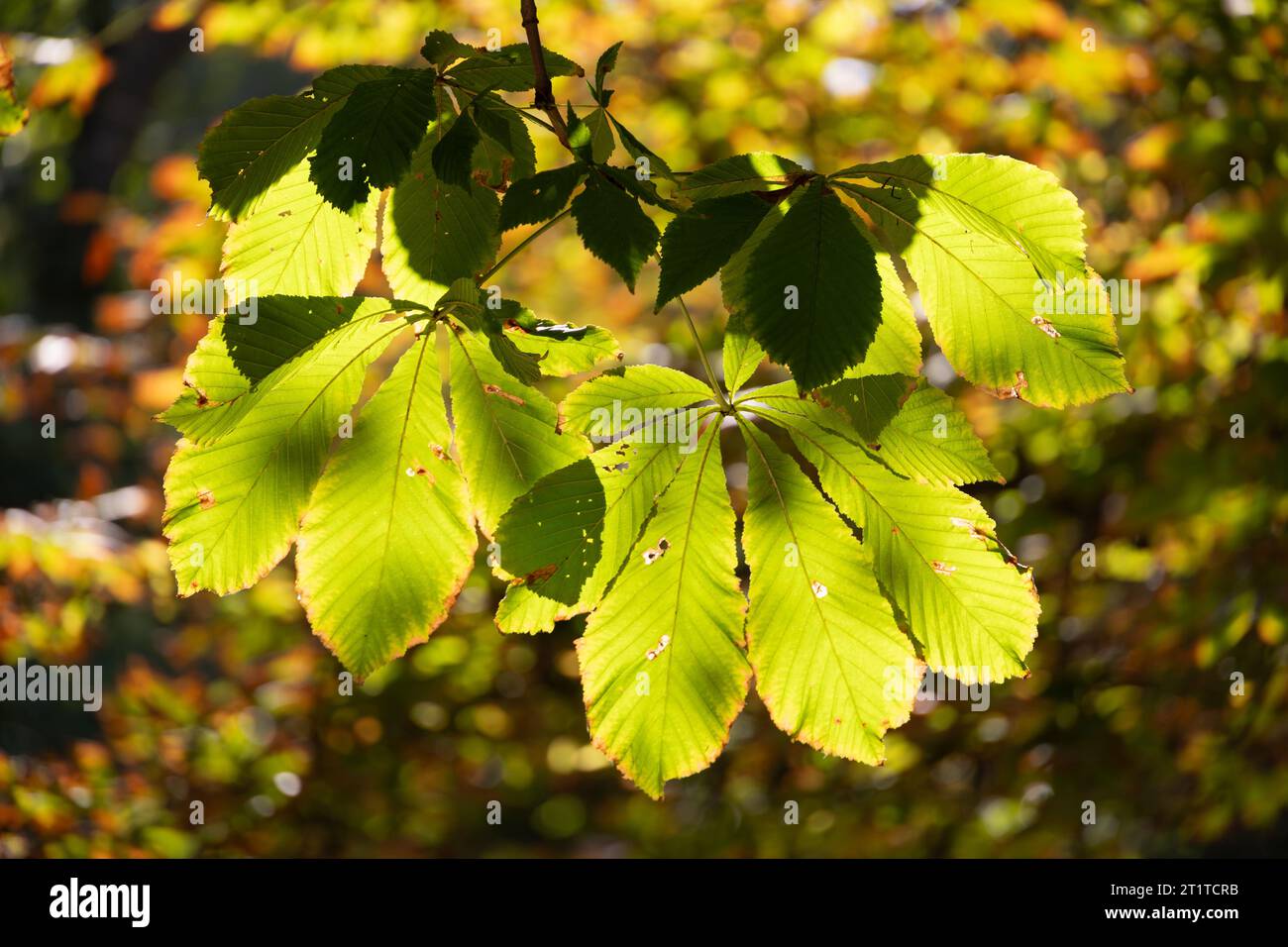 The beginning of autumn in Madrid, Spain brings the transformation of ...