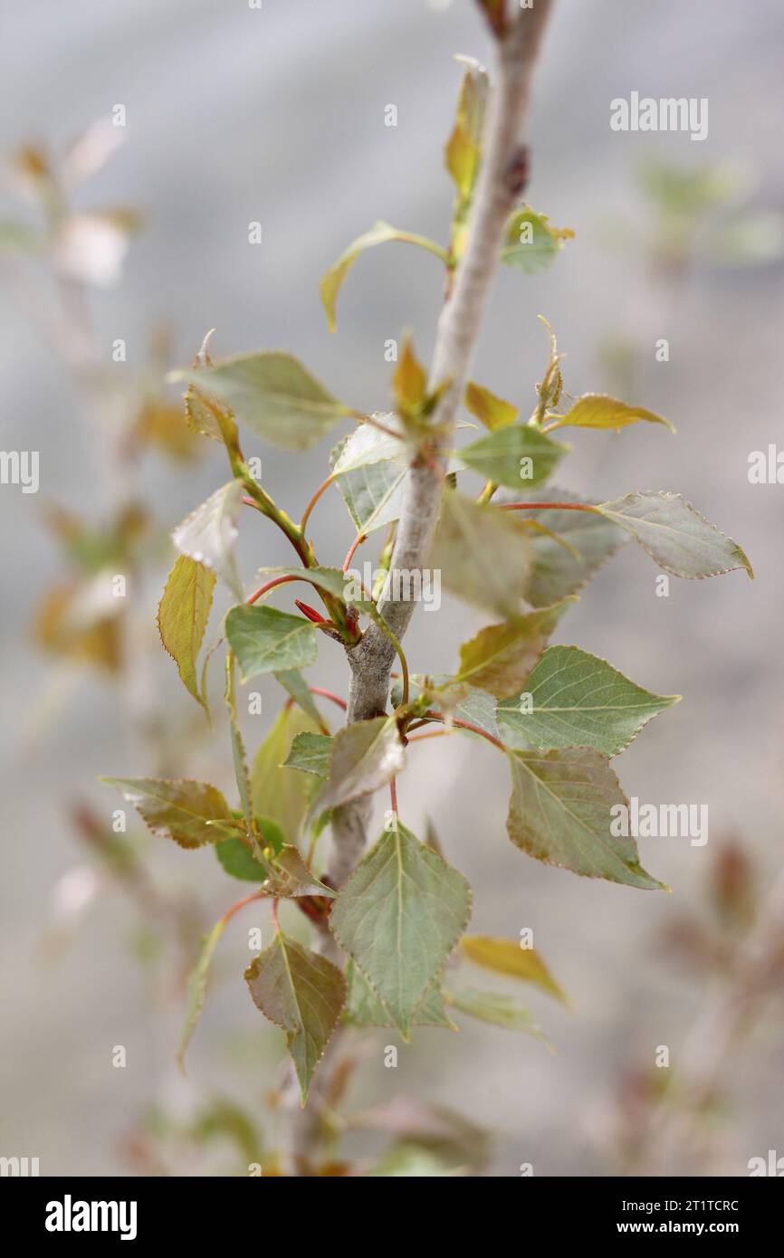 close up branch in the water Stock Photo - Alamy