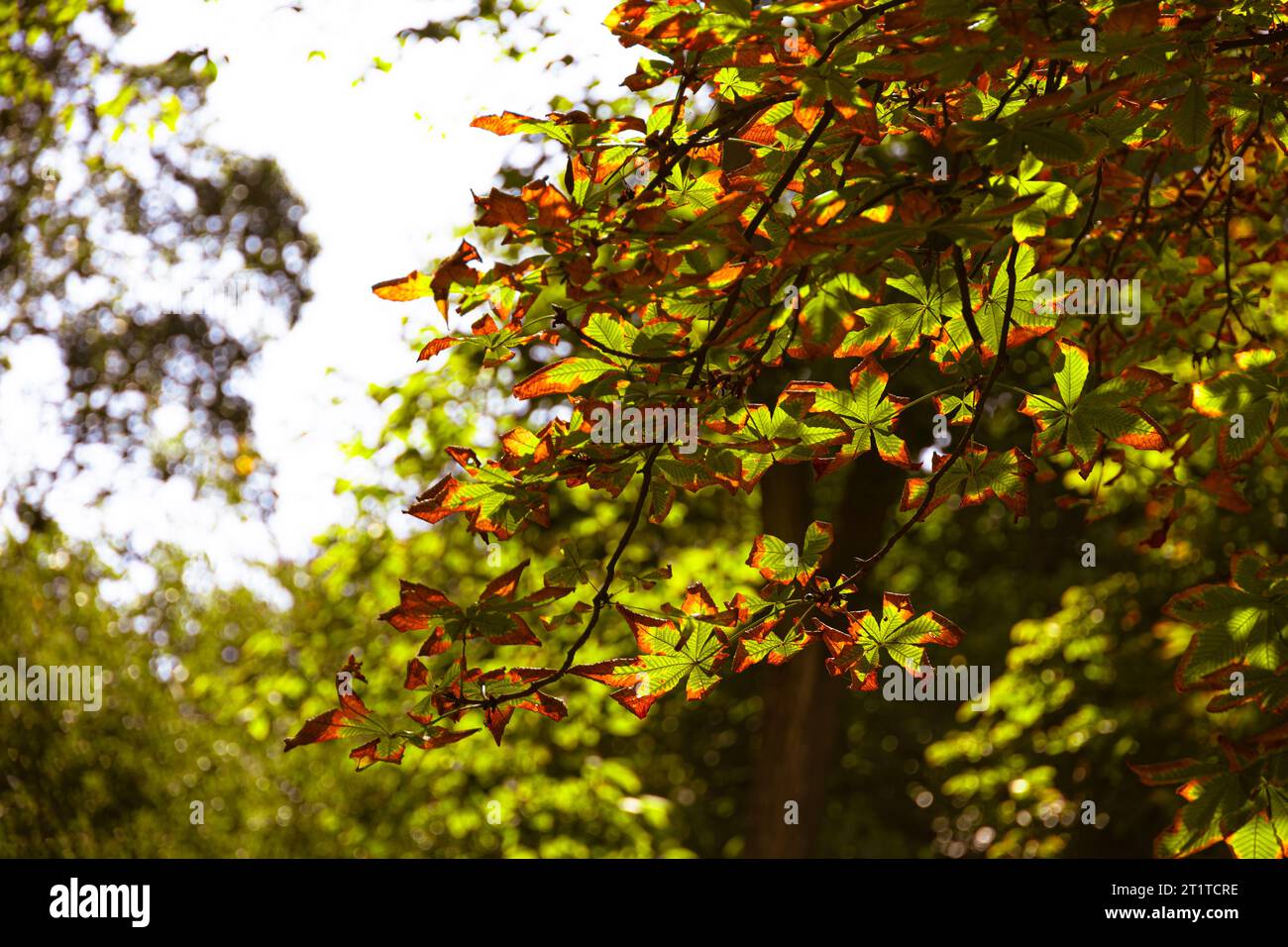 The beginning of autumn in Madrid, Spain brings the transformation of ...
