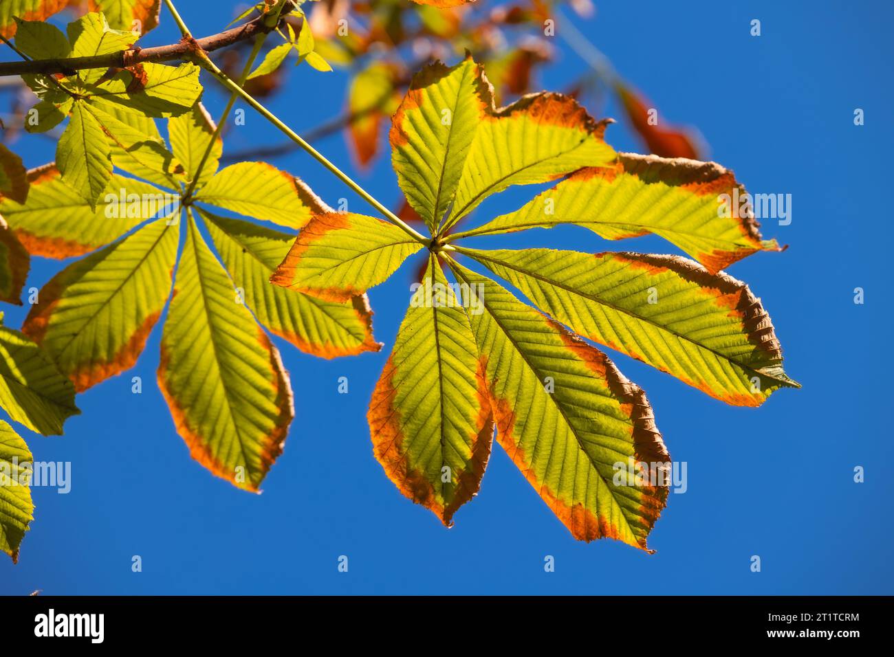 The beginning of autumn in Madrid, Spain brings the transformation of ...