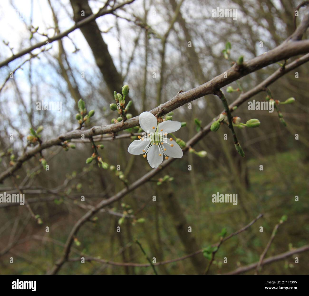 Single flower branch hi-res stock photography and images - Alamy