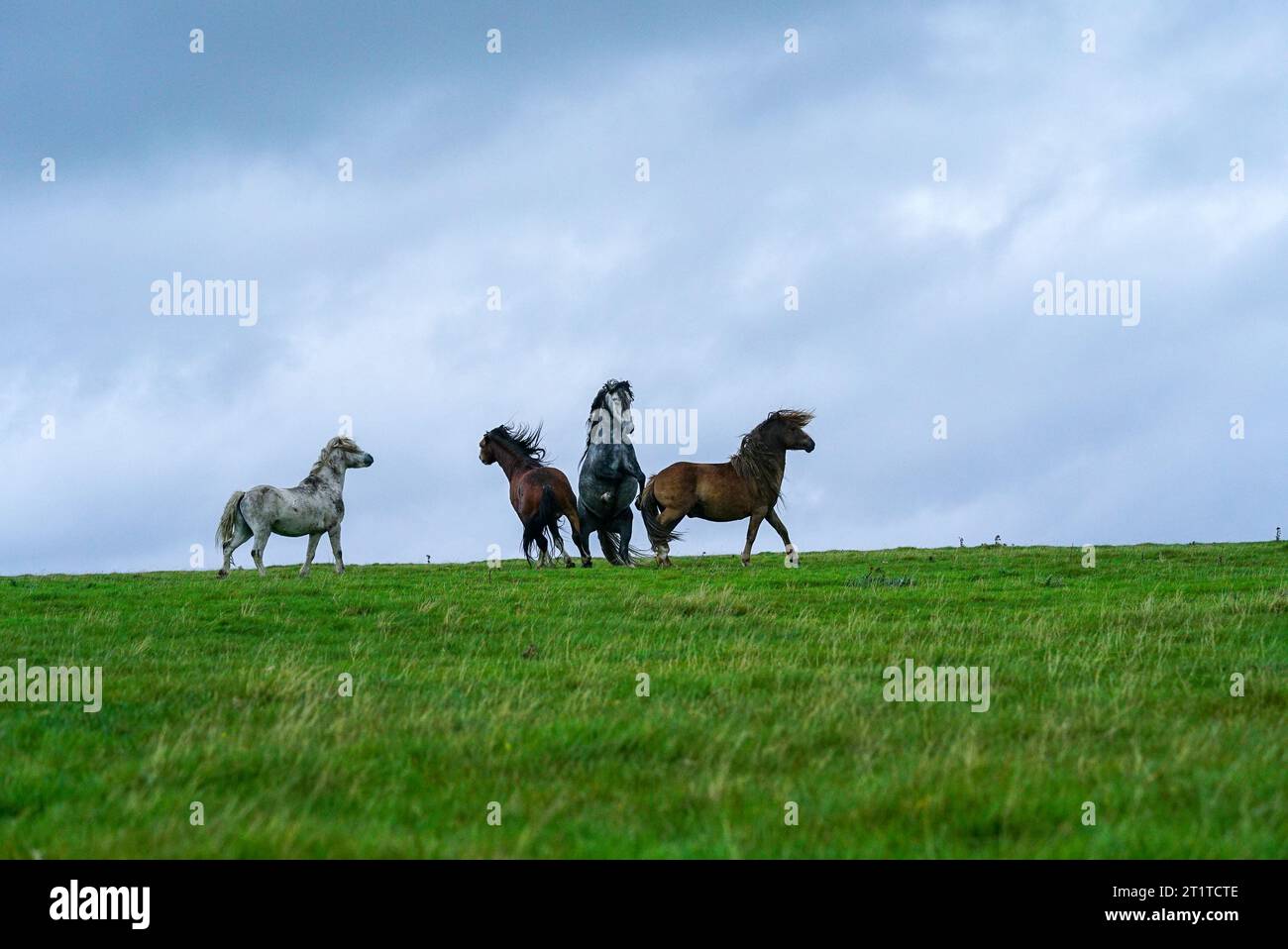 Dark grey legs hi-res stock photography and images - Alamy