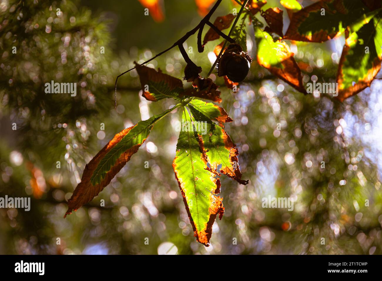 The beginning of autumn in Madrid, Spain brings the transformation of ...