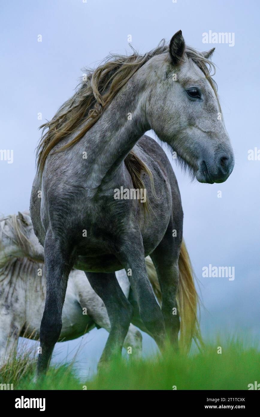 Horse turned to right hi-res stock photography and images - Alamy