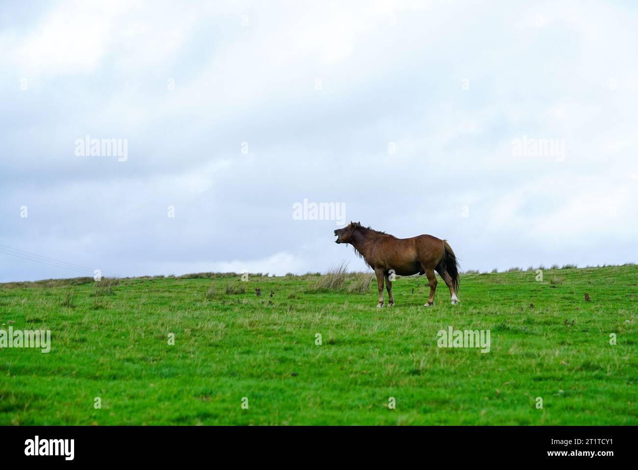 Squealing vild horse hi-res stock photography and images - Alamy