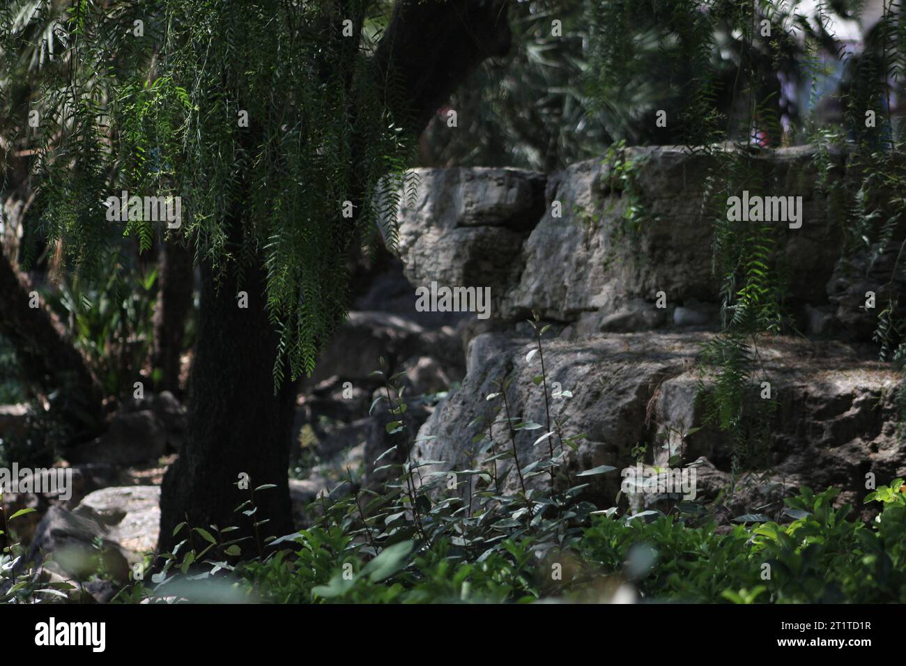 rock in the forest Stock Photo - Alamy