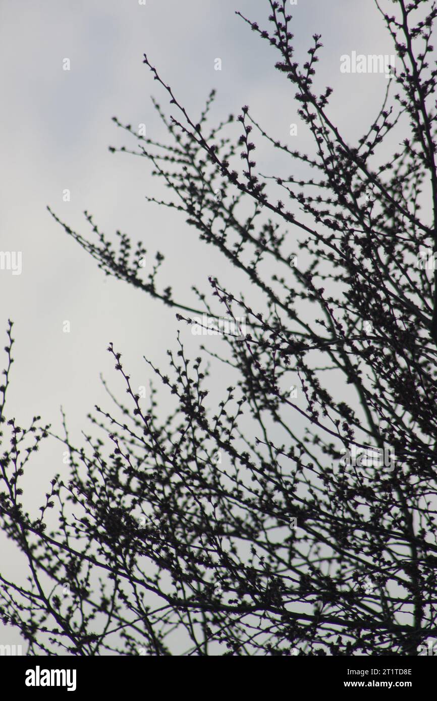 vertical view of black branches in backlight Stock Photo - Alamy