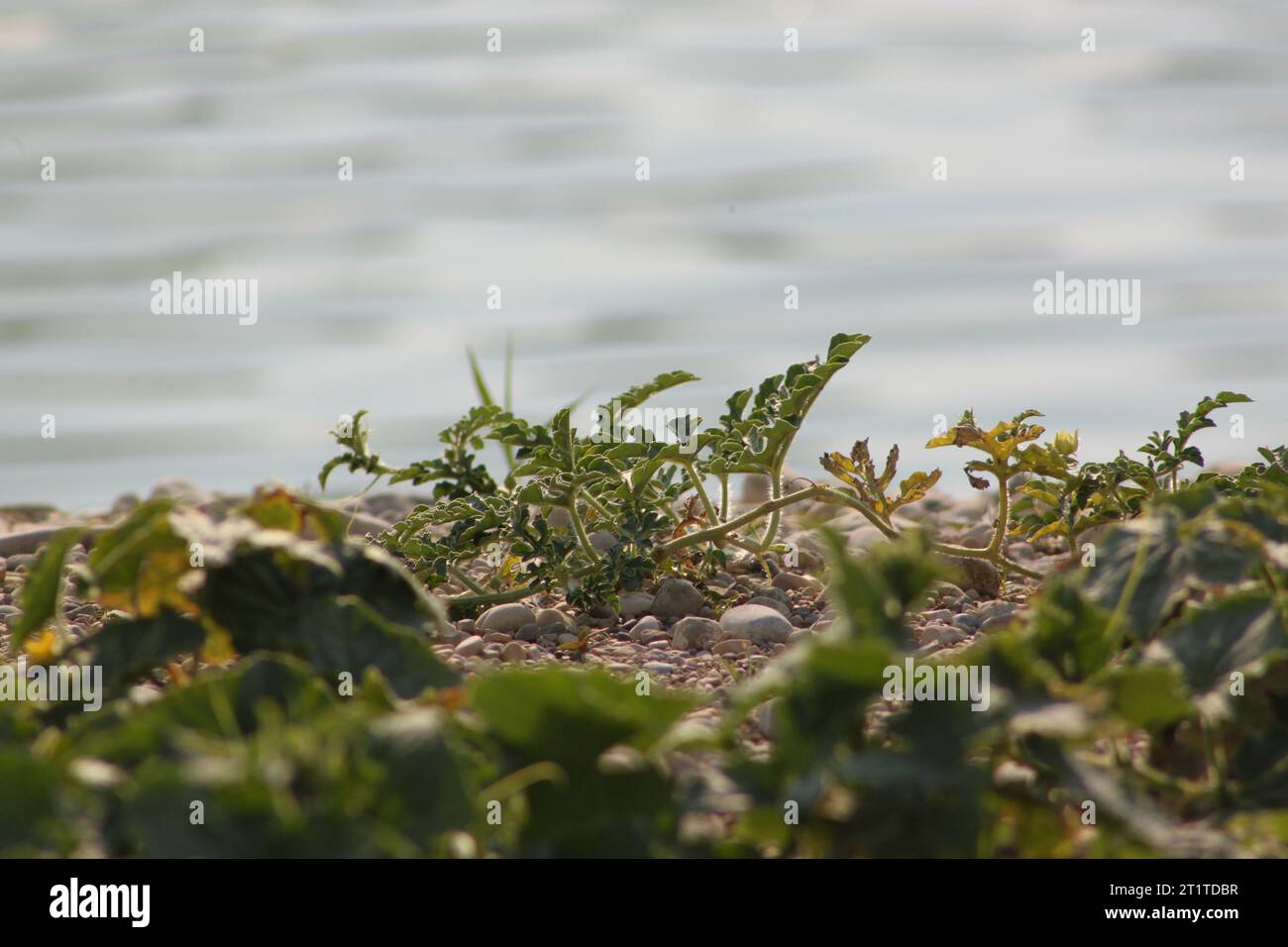 watermelon plant grows by the lake Stock Photo - Alamy