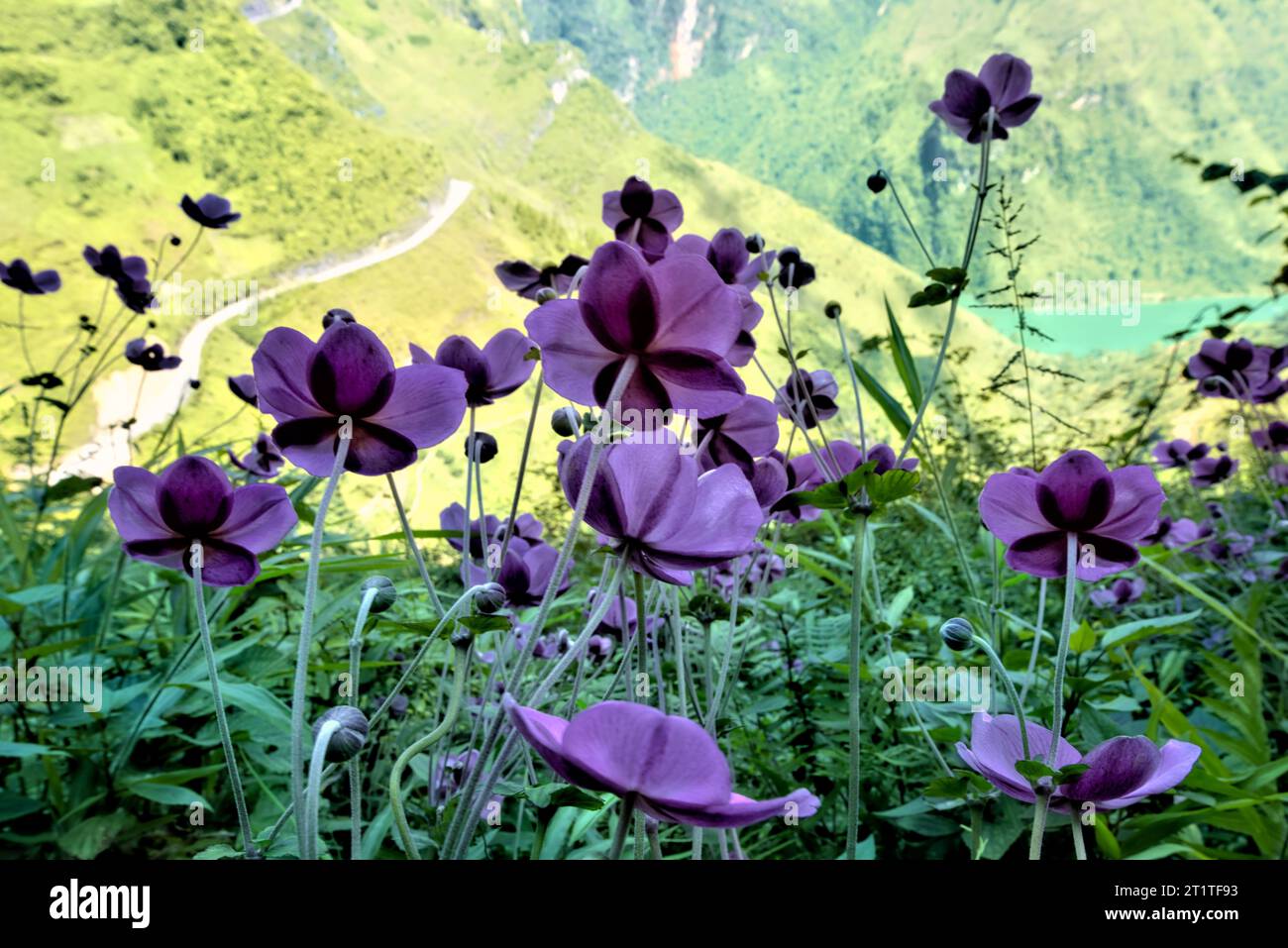 Japanese windflowers (Japanese Anemone) growing in the Dong Vang ...