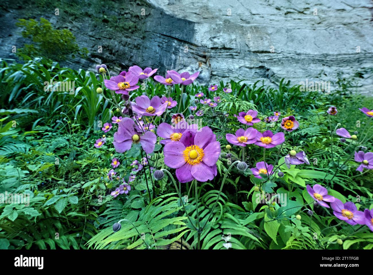 Japanese windflowers (Japanese Anemone) growing in the Dong Vang ...