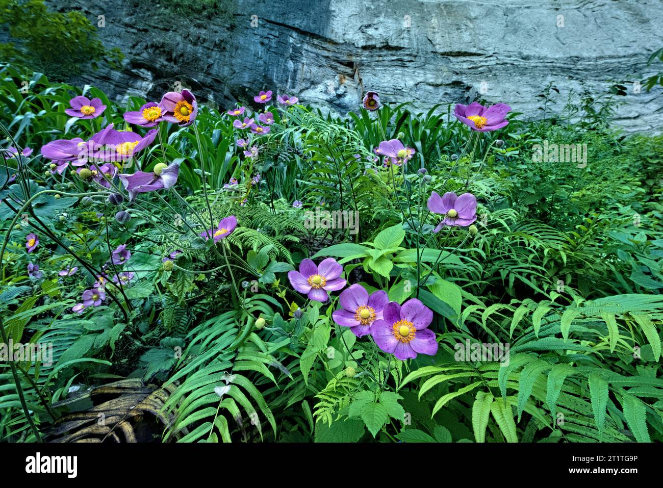 Japanese windflowers (Japanese Anemone) growing in the Dong Vang ...