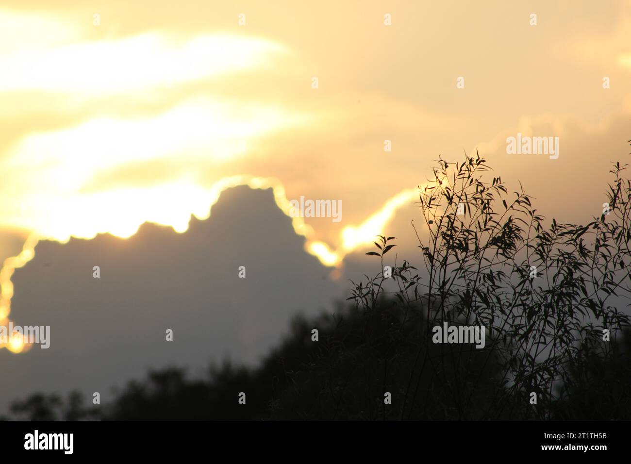 Plant profile hi-res stock photography and images - Alamy