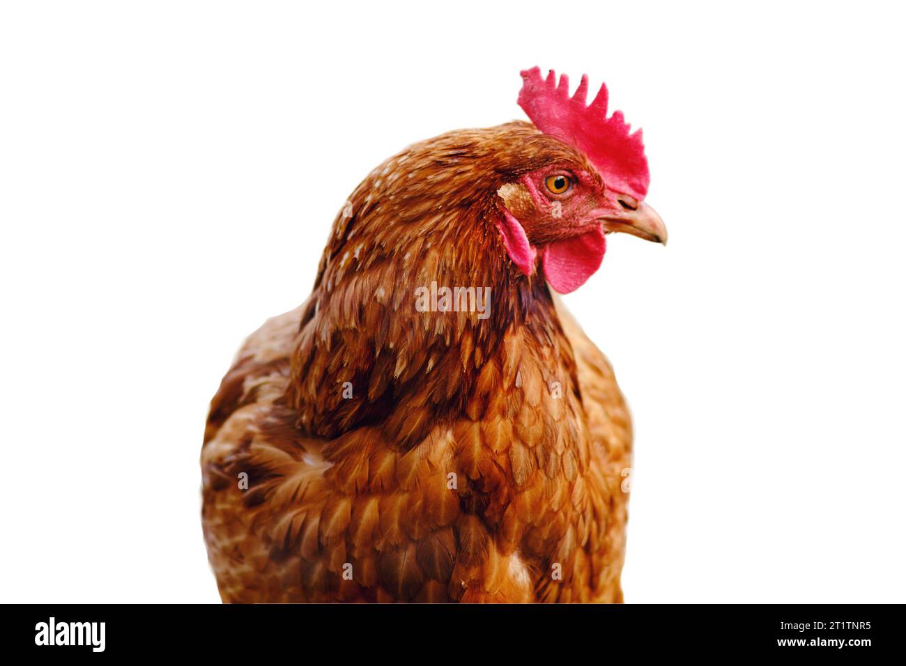 The portrait of the chicken showcases its brown feathers and sharp beak ...