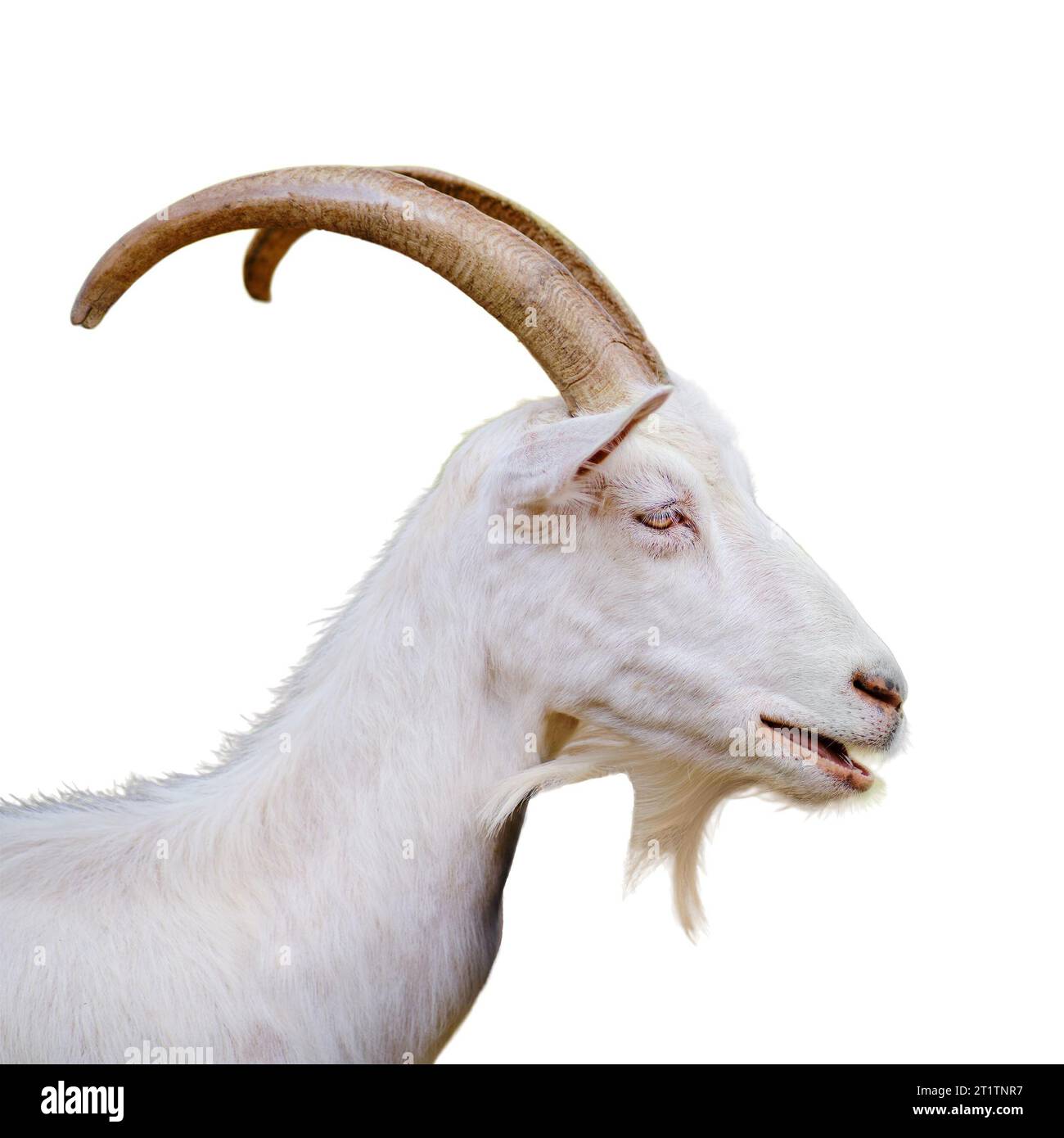 The gentle animal goat with horns is a beloved pet for many families in ...