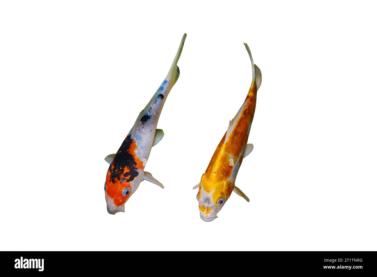 Decorative fish swim in pond Cut Out Stock Images & Pictures - Alamy