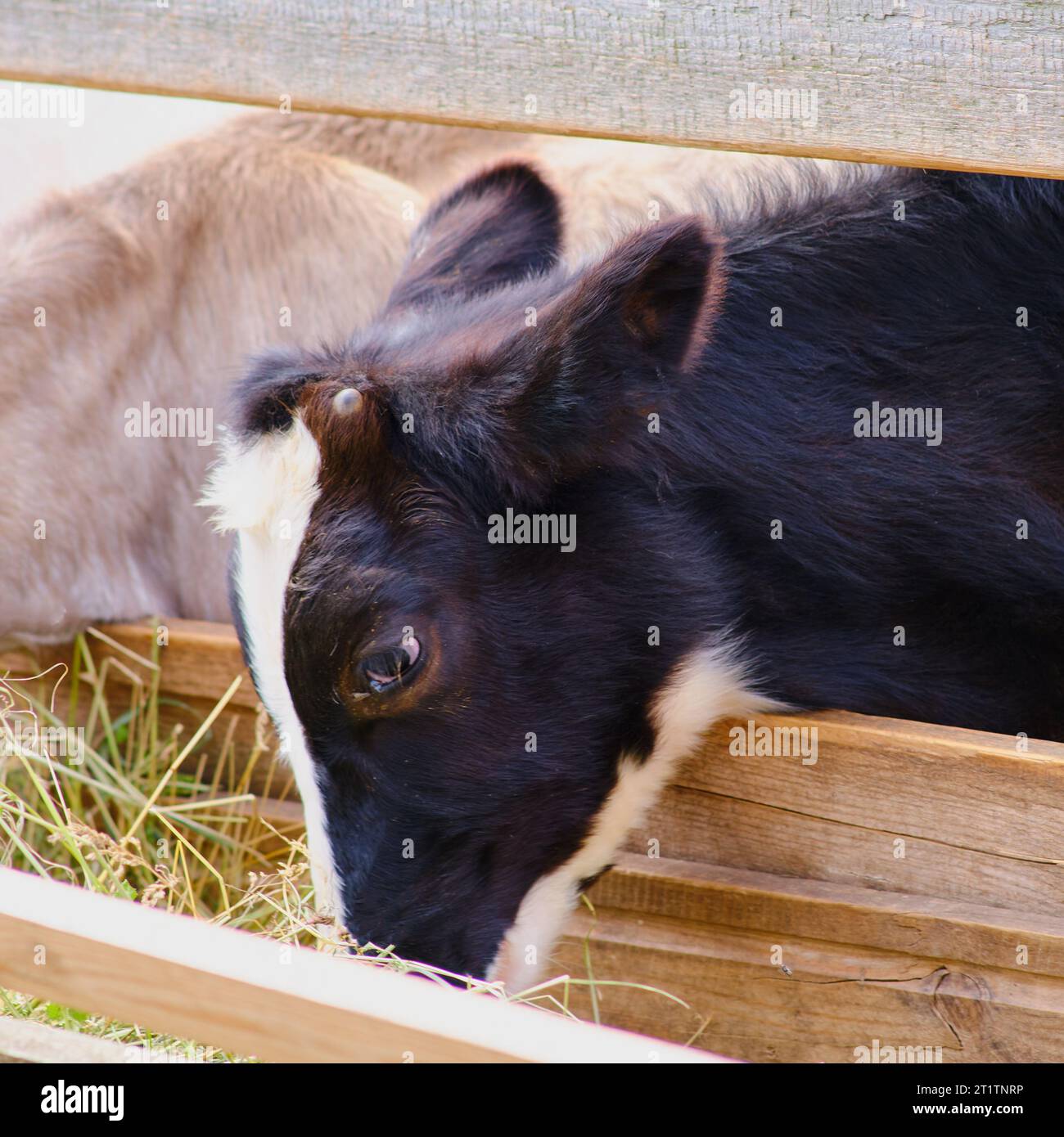 The farm cow are eating their feed in the stall, with nobody else ...