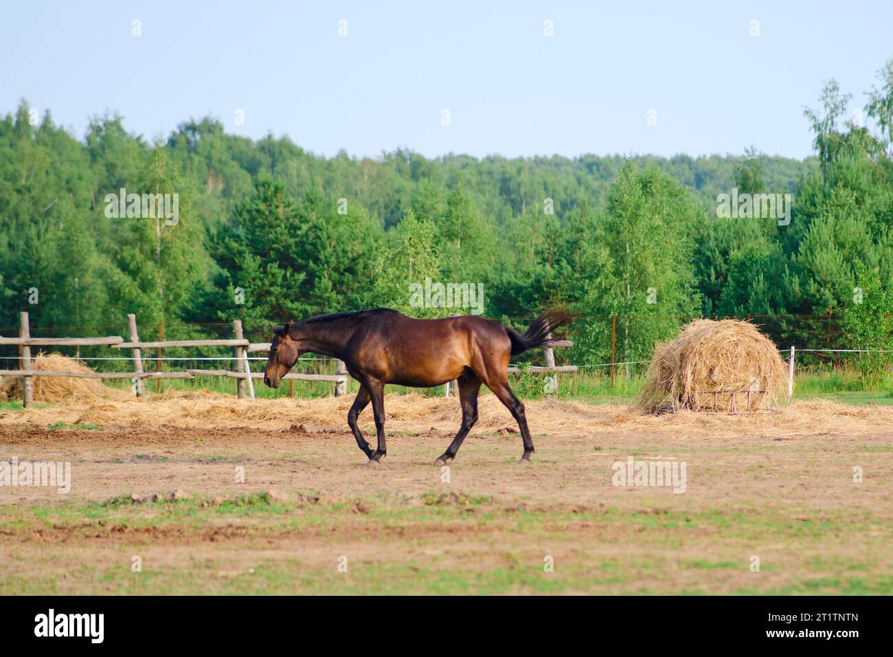 Horse run feeds on the hay in the outside stable, enjoying the fresh ...