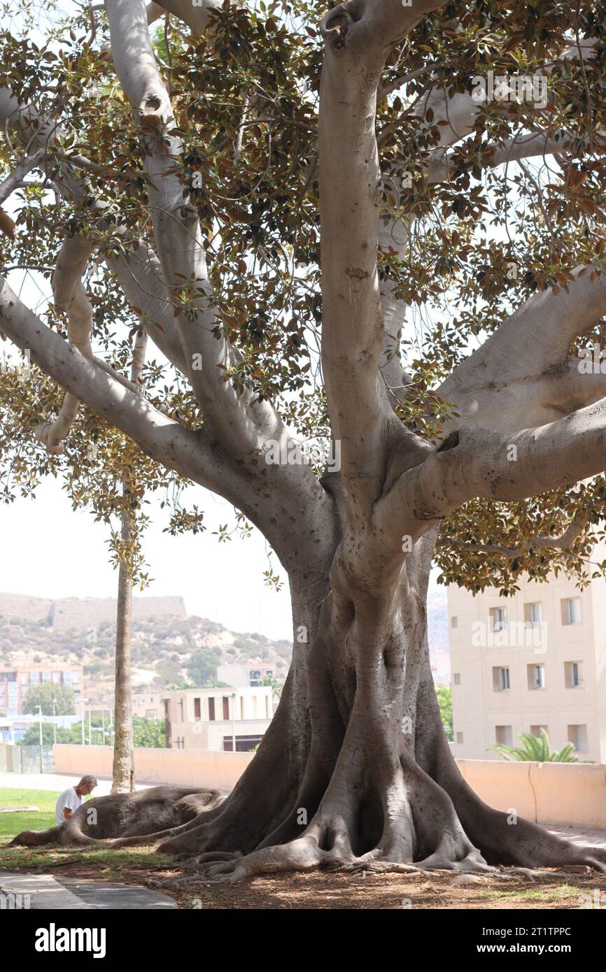 Centenary tree hi-res stock photography and images - Alamy