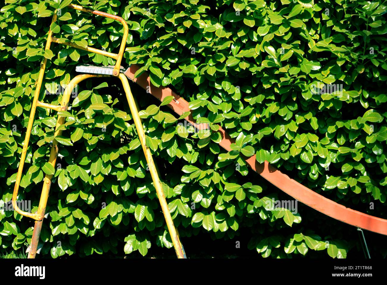 Slide inside a bush hi-res stock photography and images - Alamy