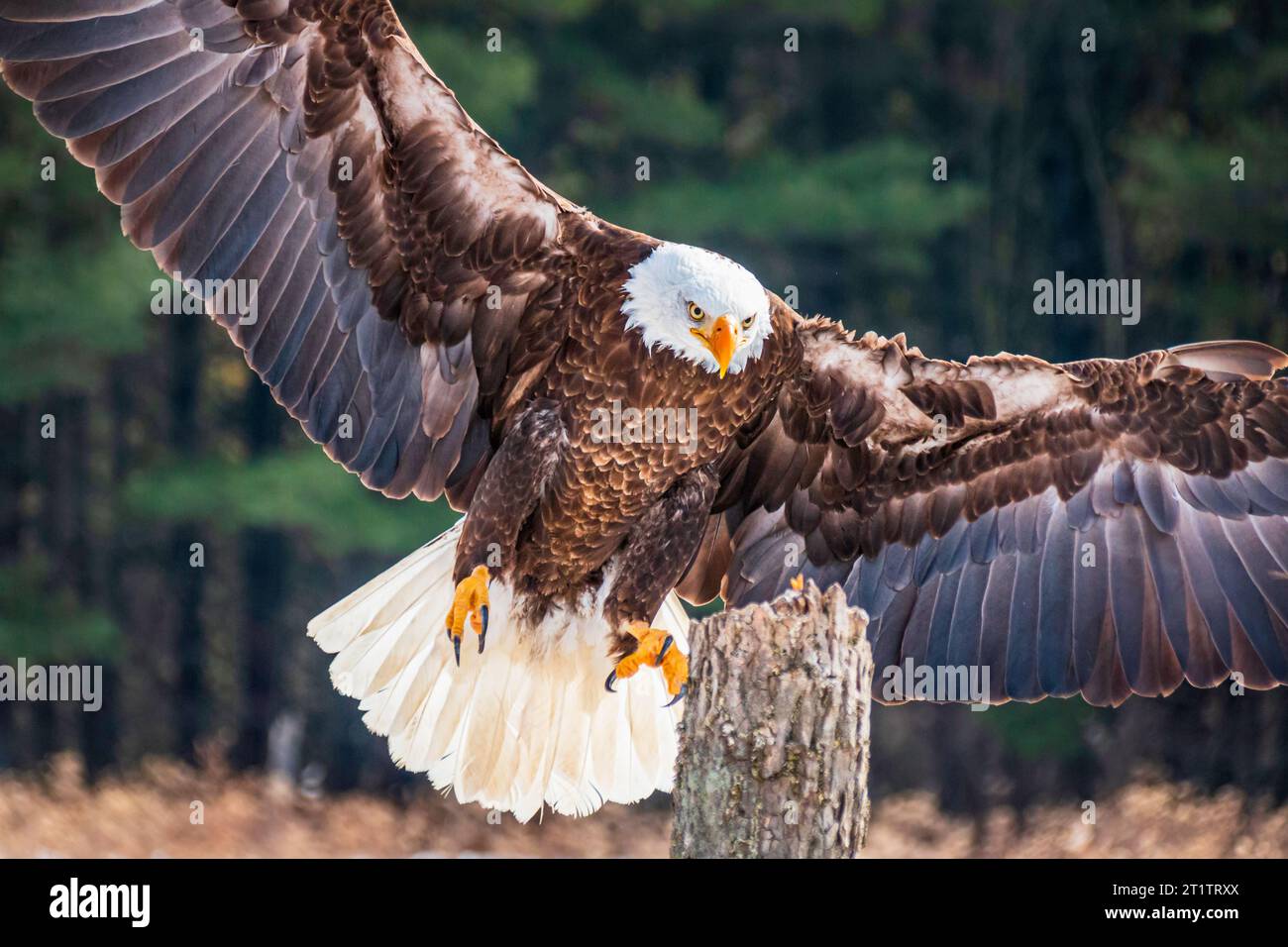 Huge and powerful Bald Eagle landing on a post Stock Photo - Alamy