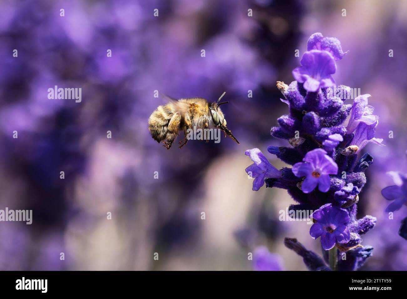 picture of a flying potter bee between lavender blossoms Stock Photo ...