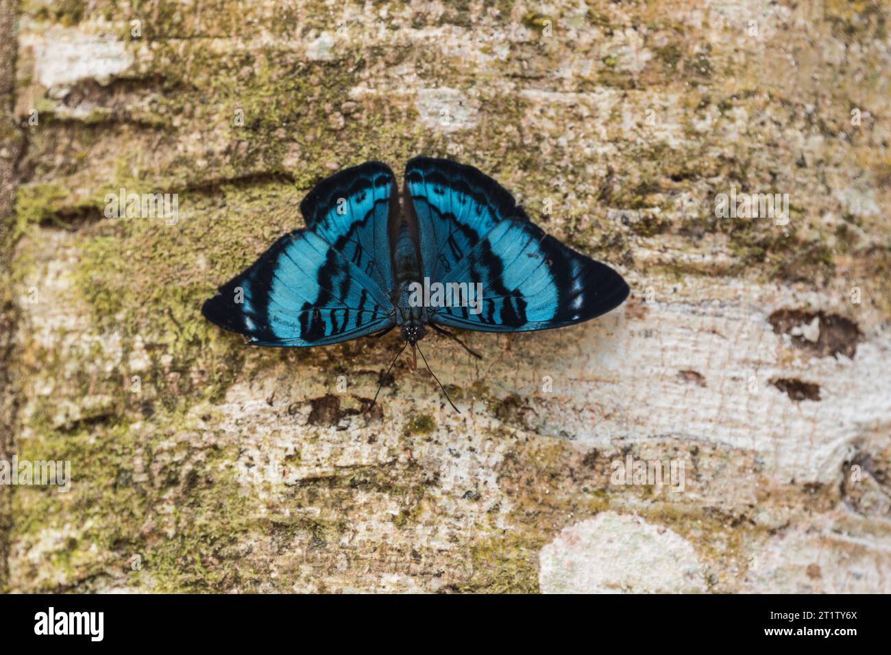 Blue-bordered Panacea (Panacea procilla) resting on a tree trunk in ...